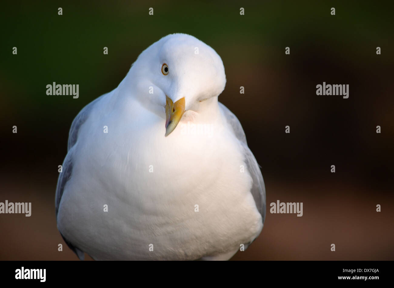 Head of a seagull hi-res stock photography and images - Alamy