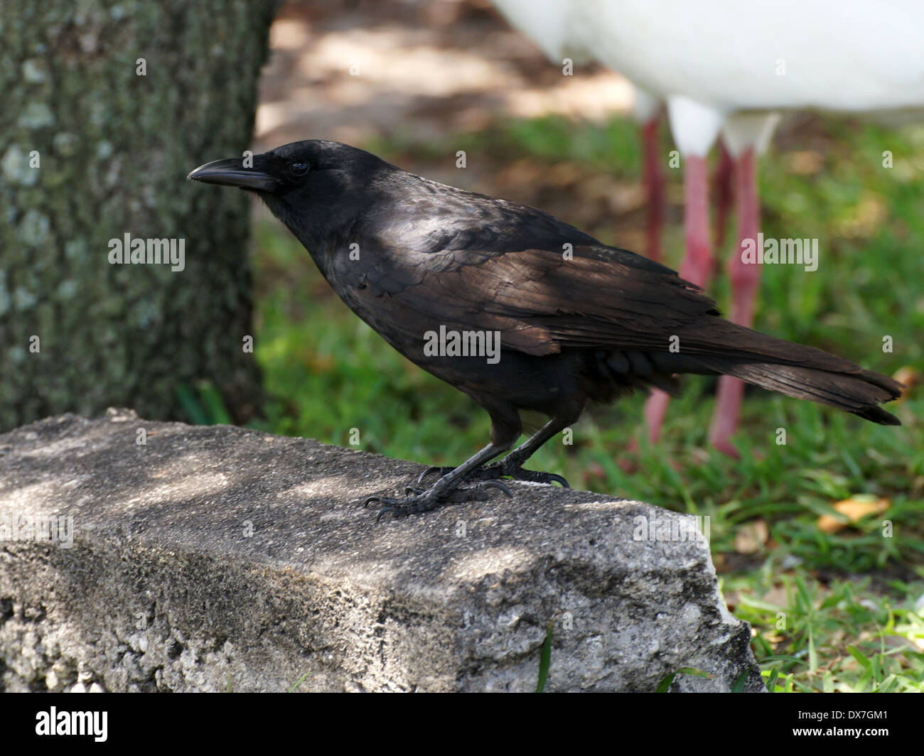 American crow perched hi-res stock photography and images - Alamy