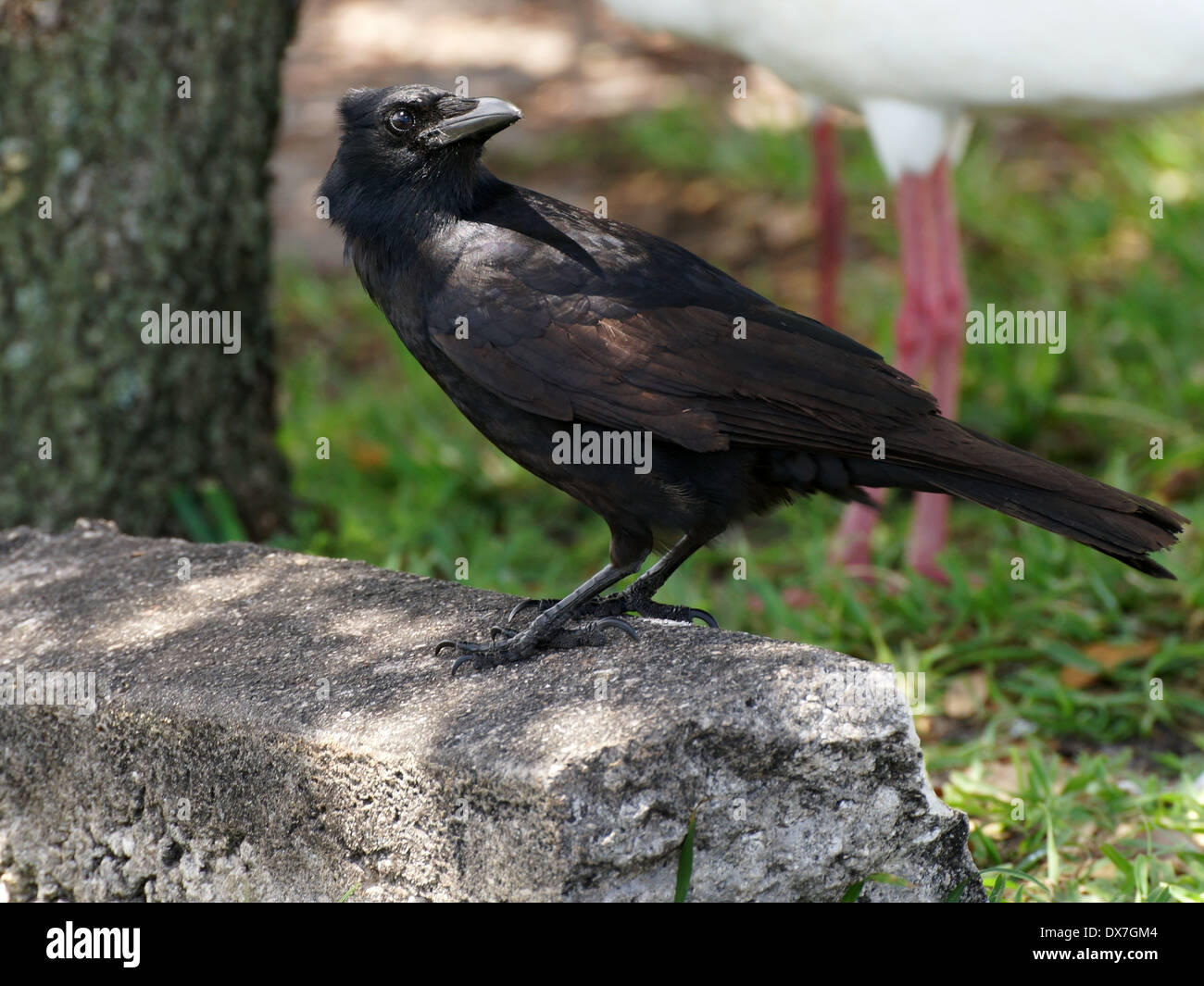 American Crow looking behind itself over its shoulder Stock Photo - Alamy
