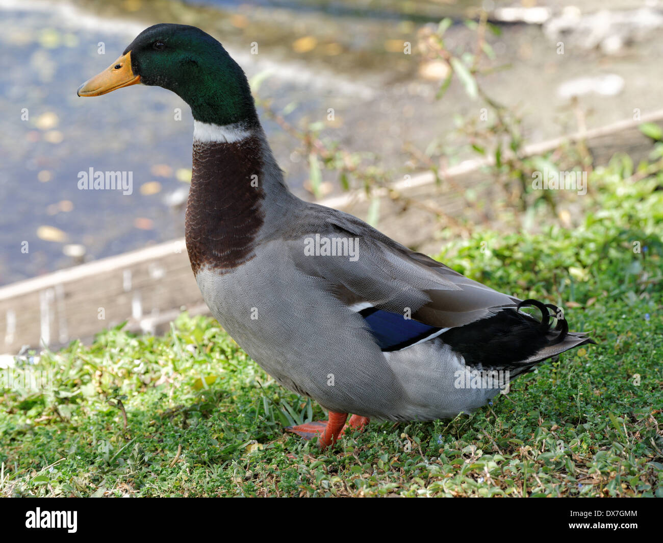 Male Mallard Duck standing at attention in grass by lake Stock Photo ...