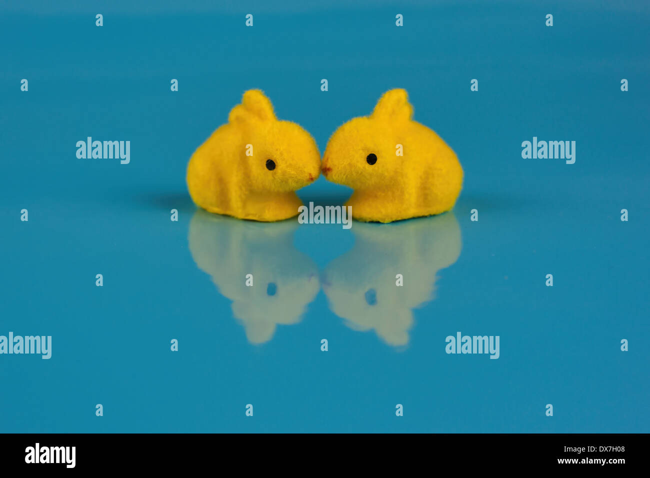 Two cute yellow Easter bunnies, on a glossy blue, background . Easter ...