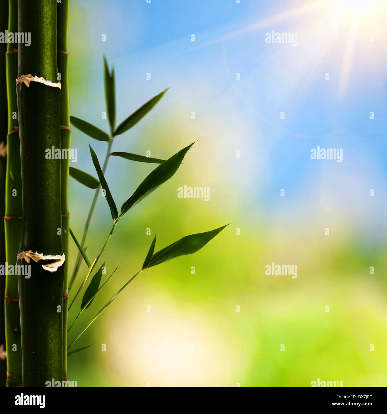 Bamboo grass against abstract natural backgrounds for your design Stock ...