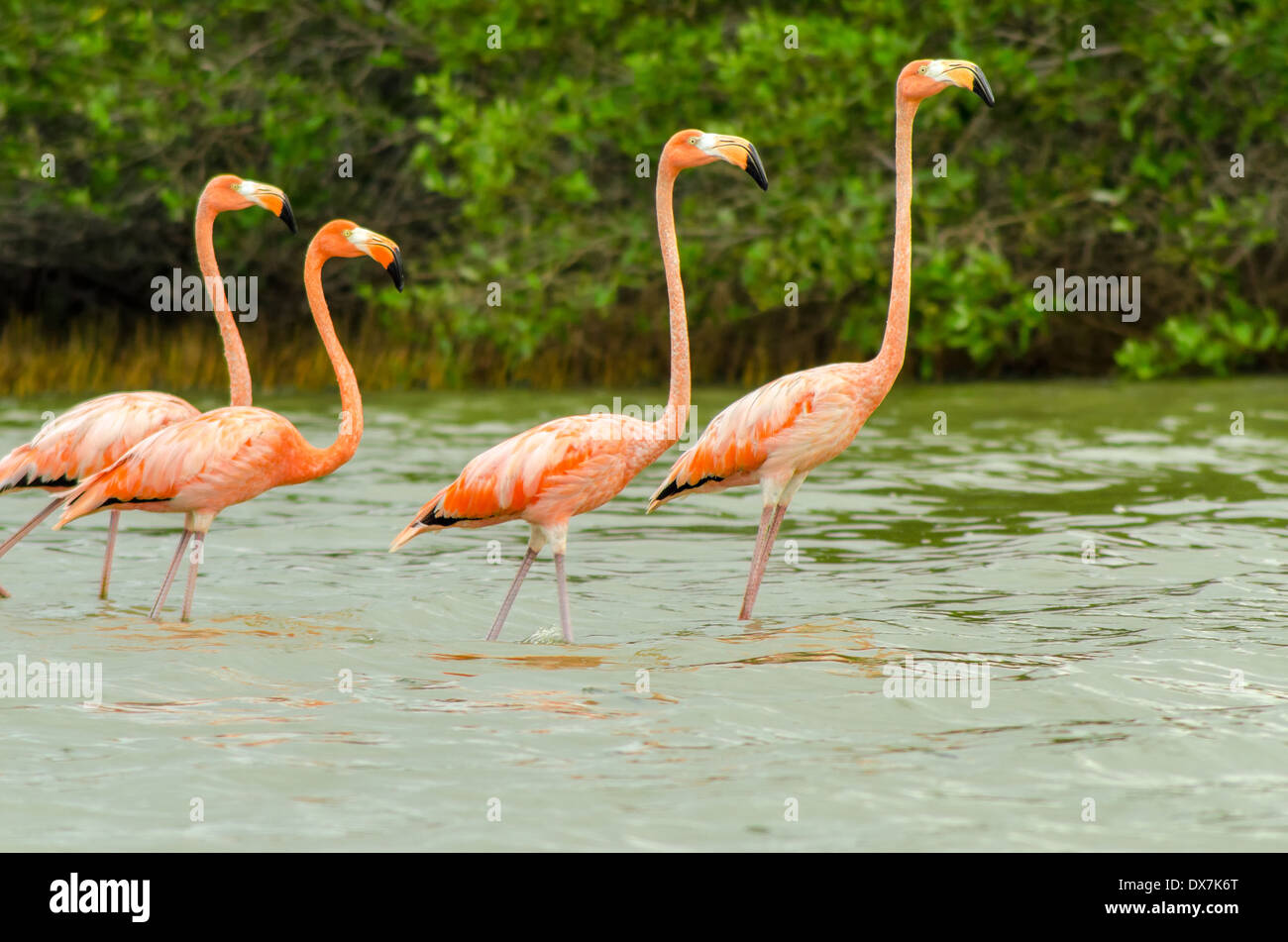 Four flamingos walking in shallow water in Camarones in La Guajira ...