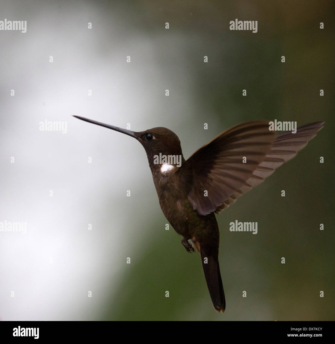 Brown Inca hummingbird, (Coeligena wilsoni), in hovering flight ...