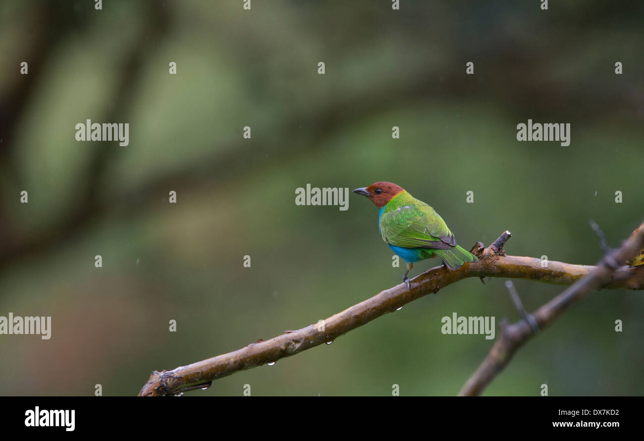 A perched Bay-headed Tanager, (Tangara gyrola), at the Tangaras Reserve ...