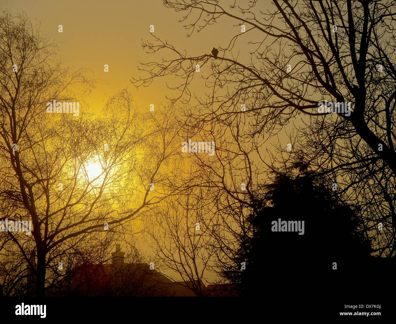 Broad Oak, East Sussex, UK..20 March 2014..Sun filters through the ...