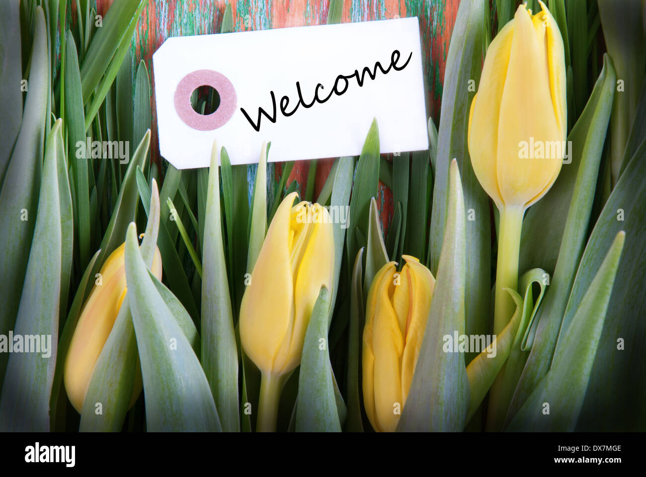 Yellow Tulip Background with a Label with Welcome on it, Seasonal ...