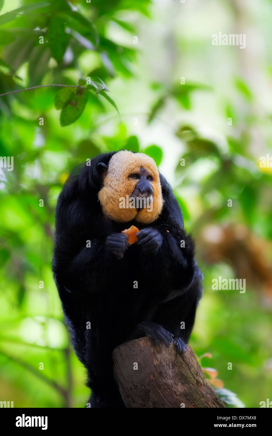 White-faced Saki Monkey Stock Photo - Alamy