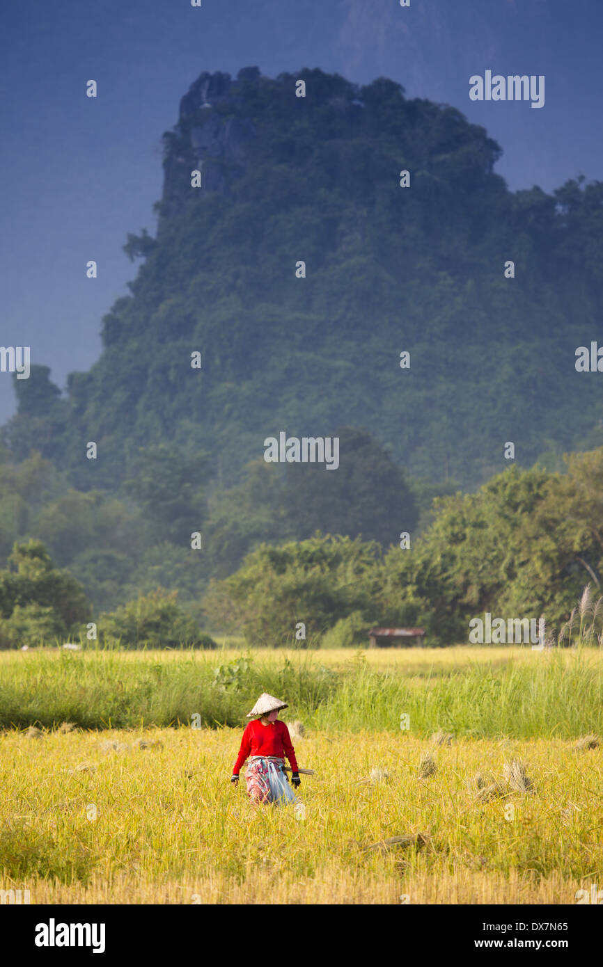 Rice harvest in Vang Vieng, Laos Stock Photo - Alamy