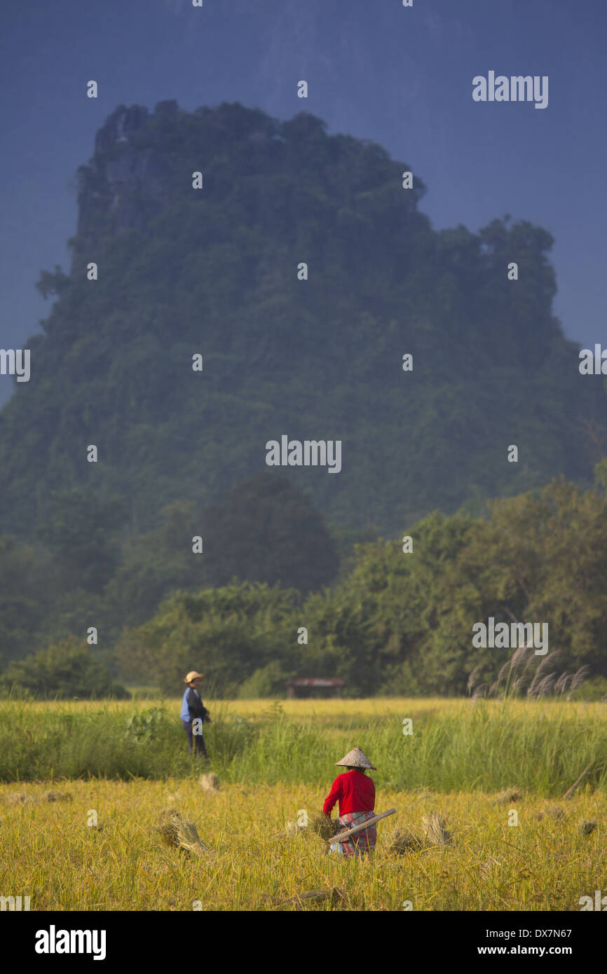Rice harvest in Vang Vieng, Laos Stock Photo - Alamy