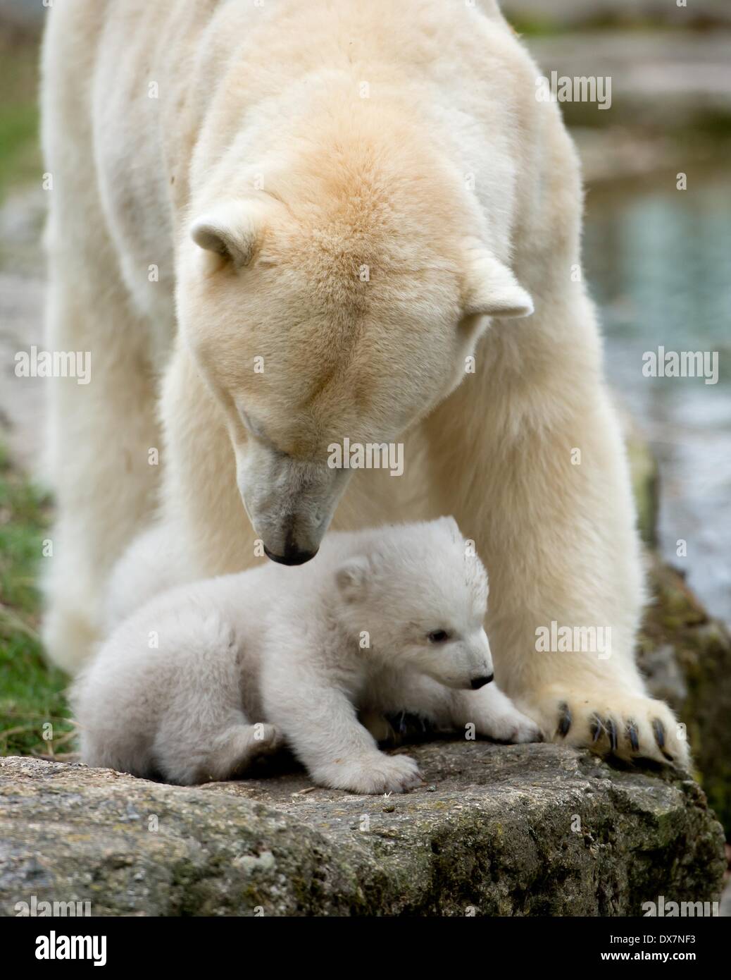 Munich, Germany. 19th Mar, 2014. Mother polar bear Giovanna and one her 14 week old twin cubs ...