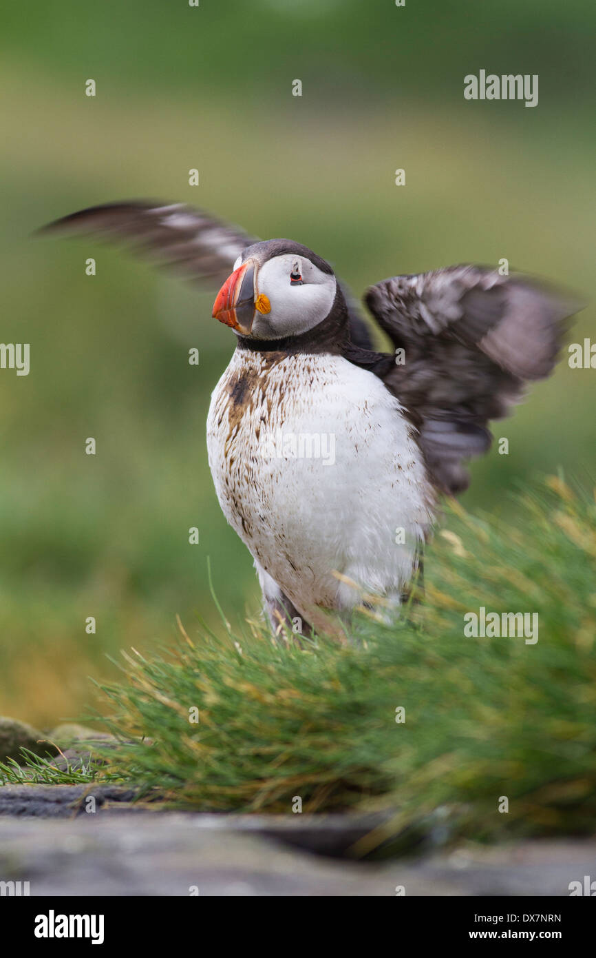 Flapping motion hi-res stock photography and images - Alamy
