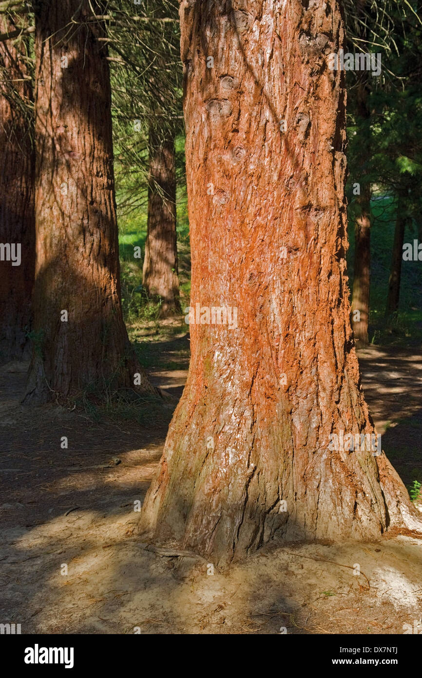 detail of a redwood stem with light and shadow Stock Photo - Alamy
