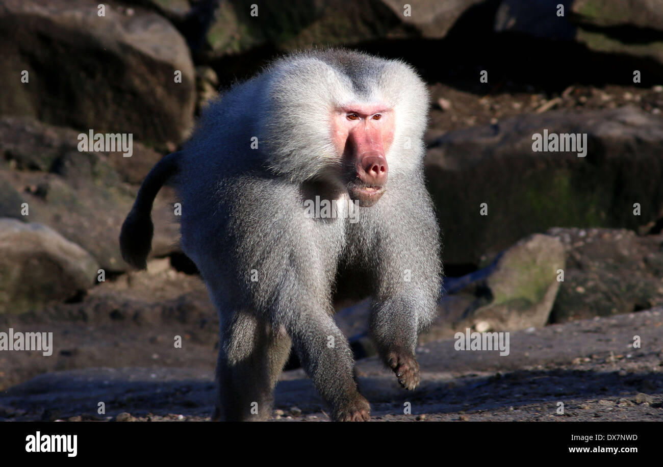 Mature alpha male baboon (Papio hamadryas) running fast, ready to fight ...