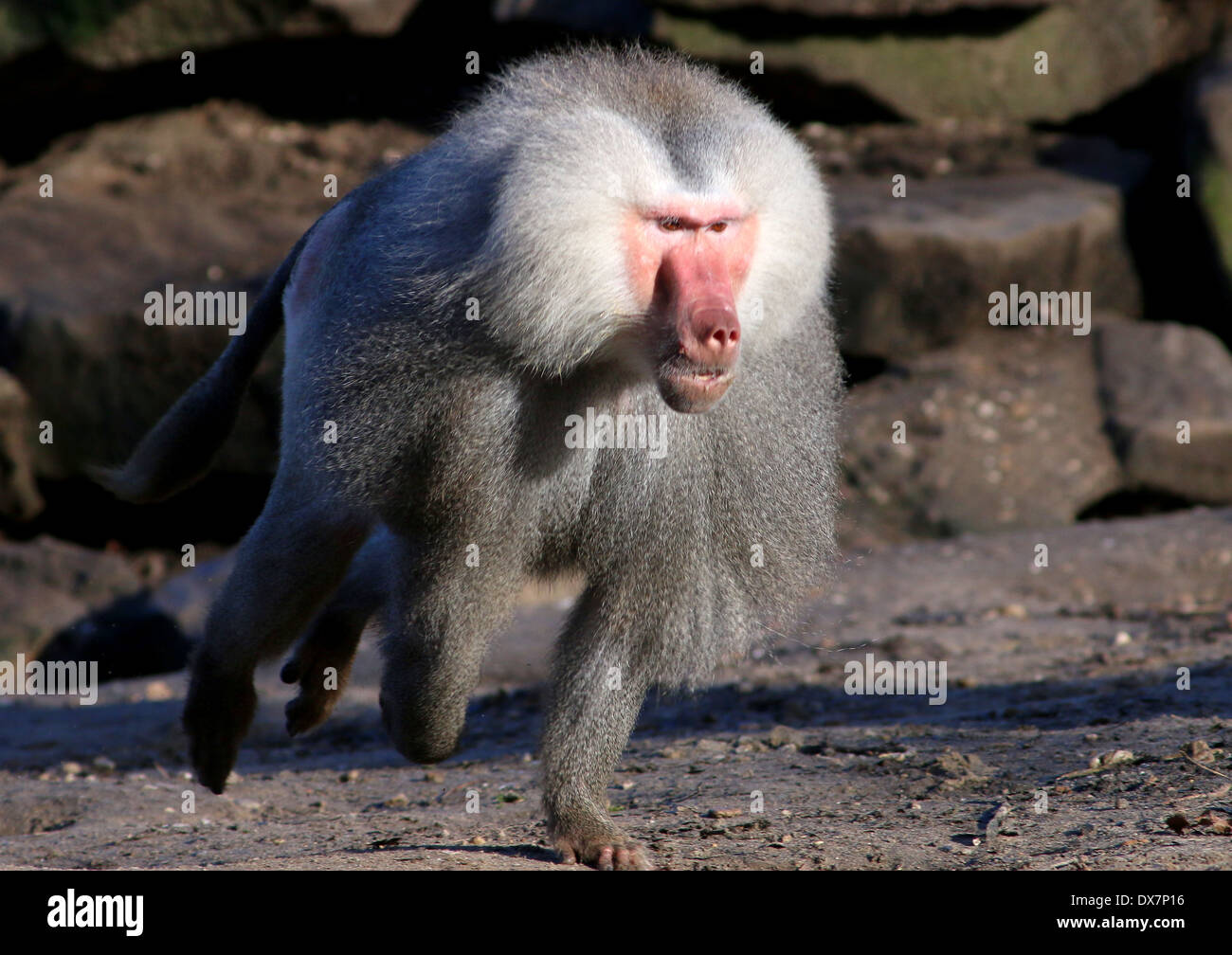 Male baboon fighting hi-res stock photography and images - Alamy