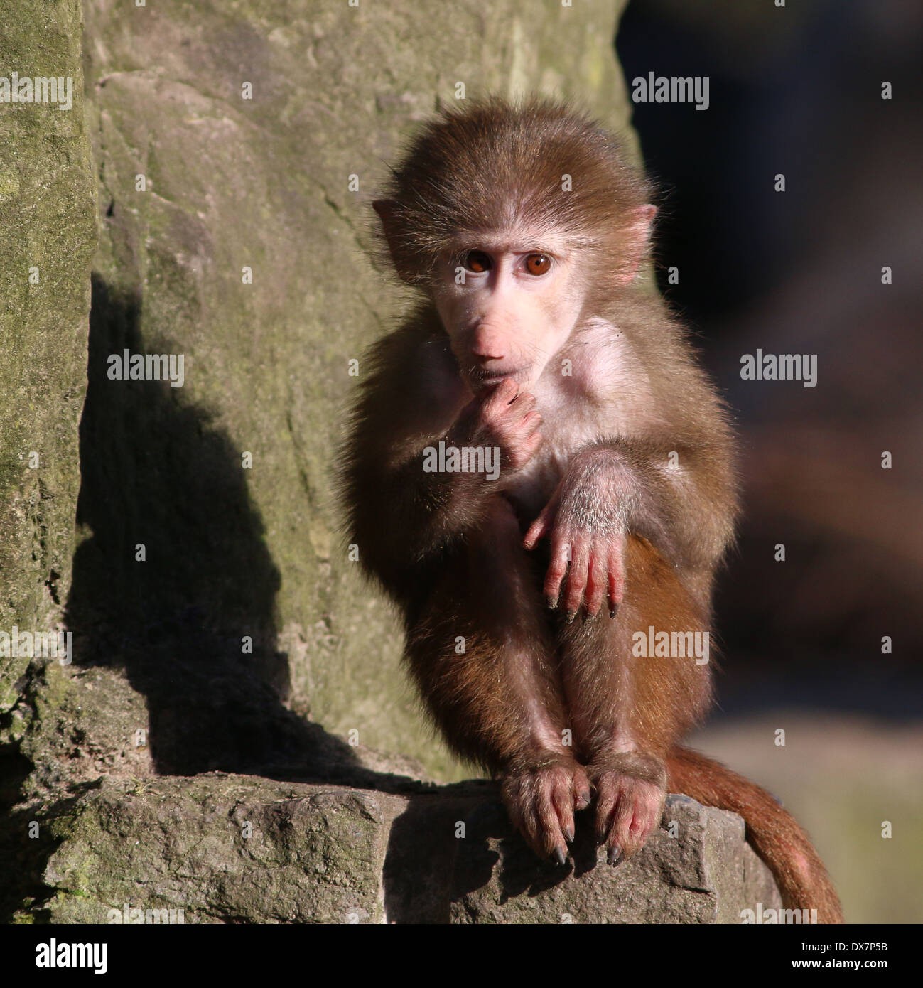 Hamadryas pavian papio hamadryas hi-res stock photography and images ...