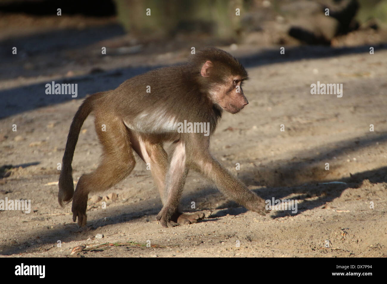 Hamadryas baboon running hi-res stock photography and images - Alamy