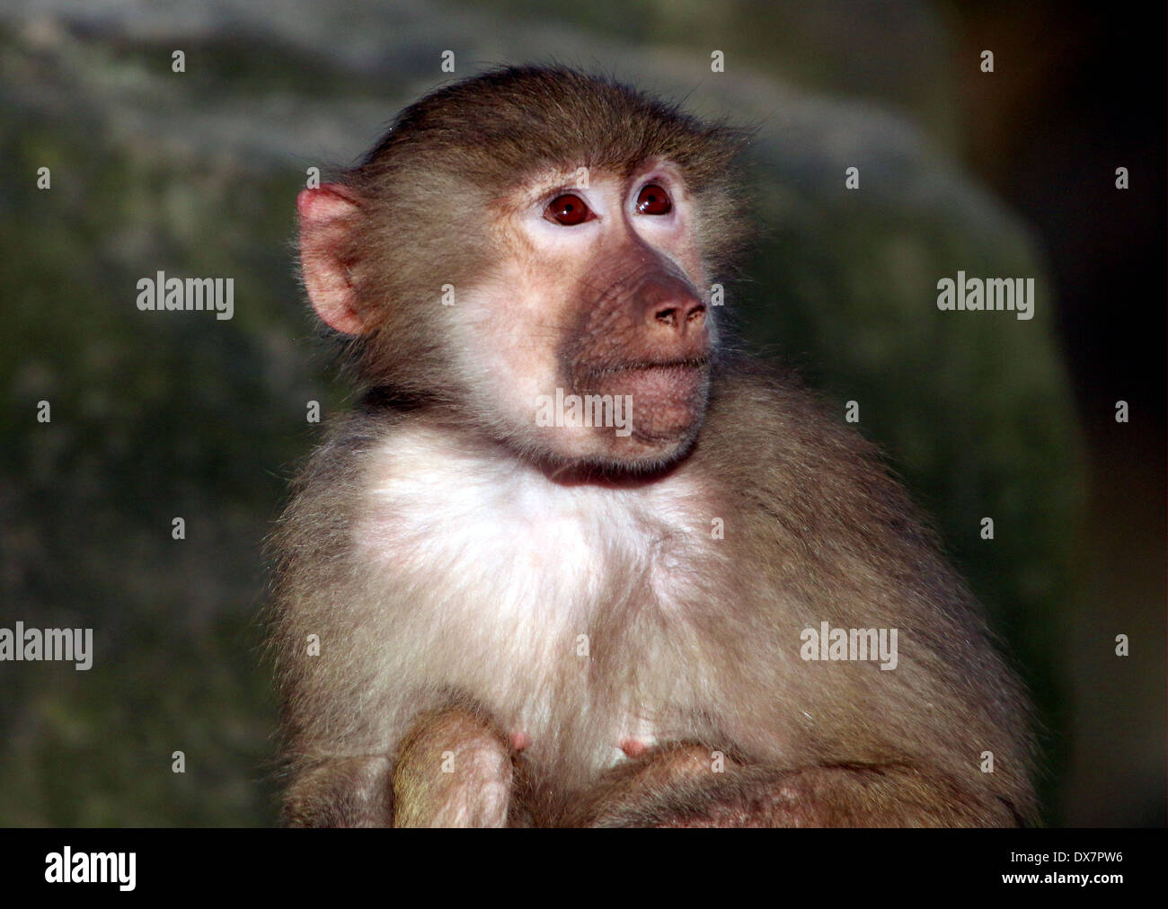 Female papio hamadryas baboon hi-res stock photography and images - Alamy