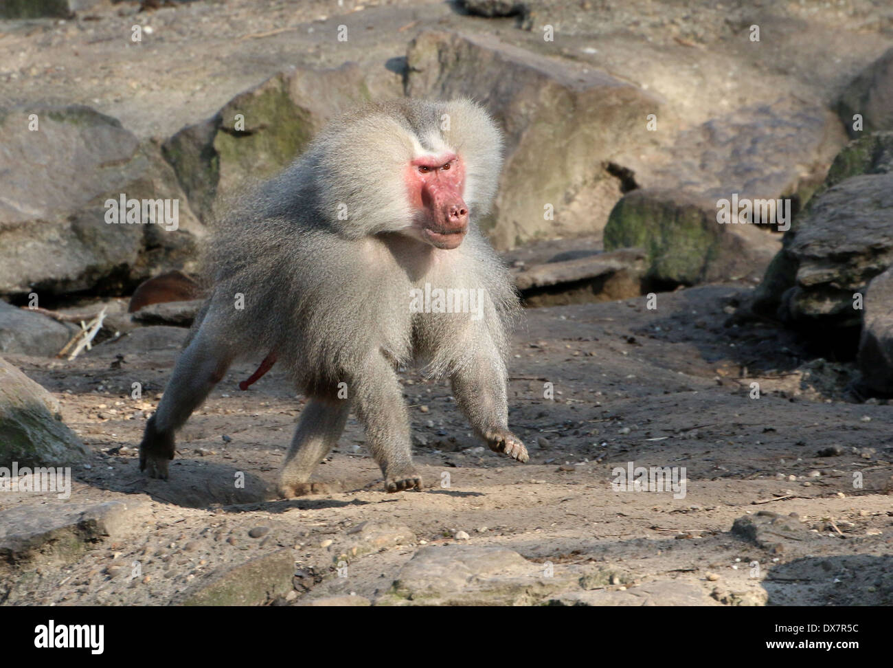 Papio hamadryas hi-res stock photography and images - Alamy