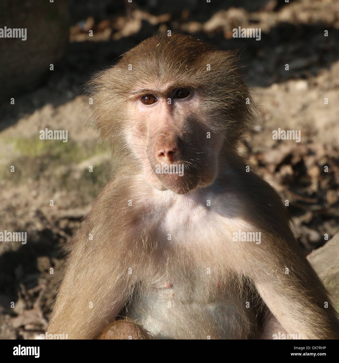 Young African Hamadryas baboon (Papio hamadryas) portrait Stock Photo ...