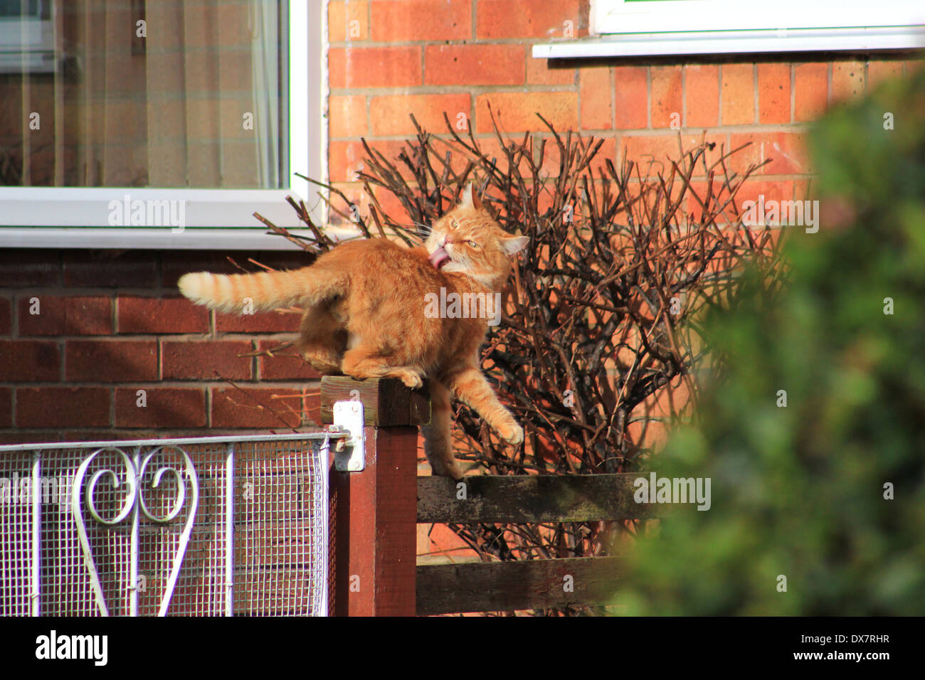 Garden grooming hi-res stock photography and images - Alamy