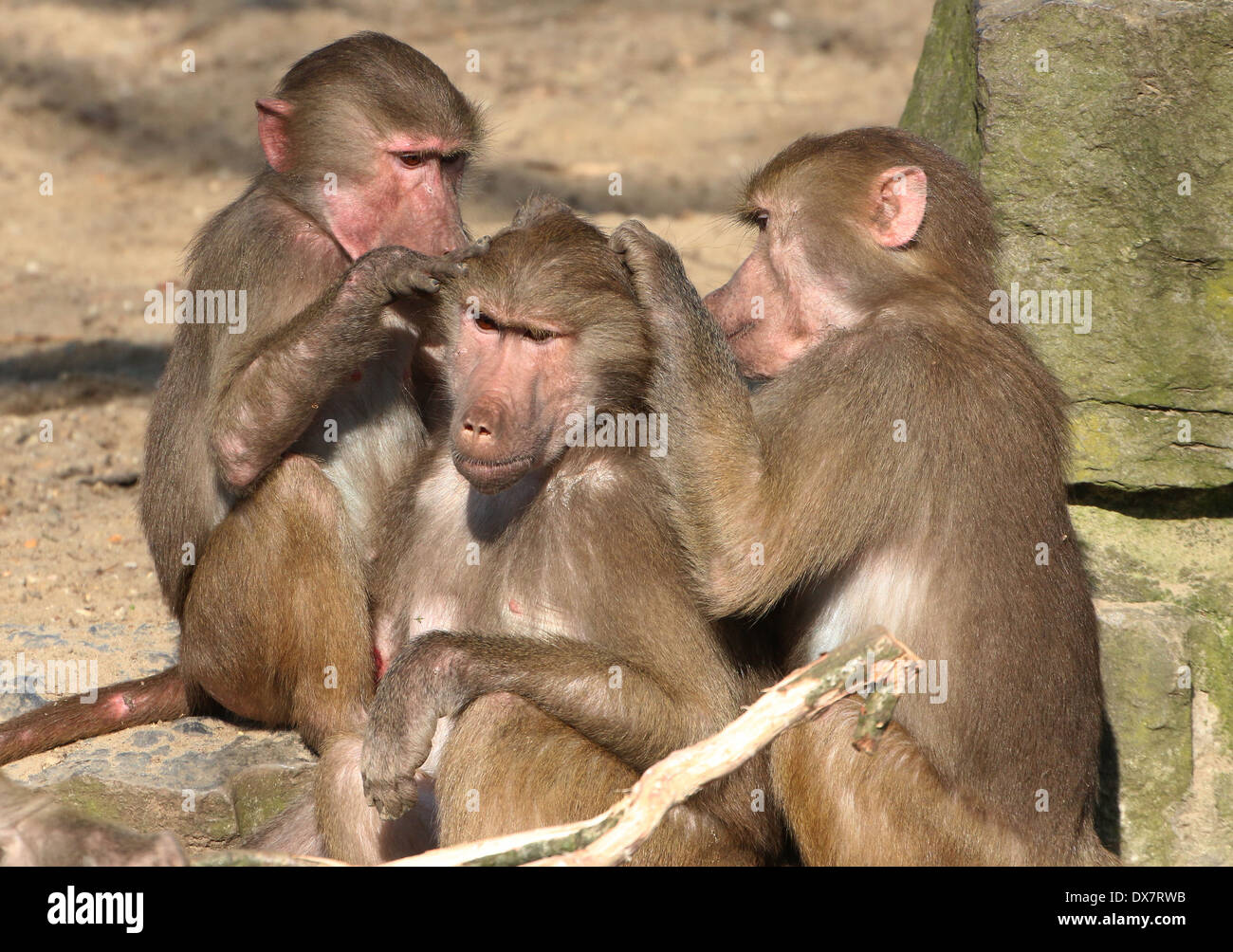 Group of female baboons (Papio hamadryas) grooming each other Stock ...