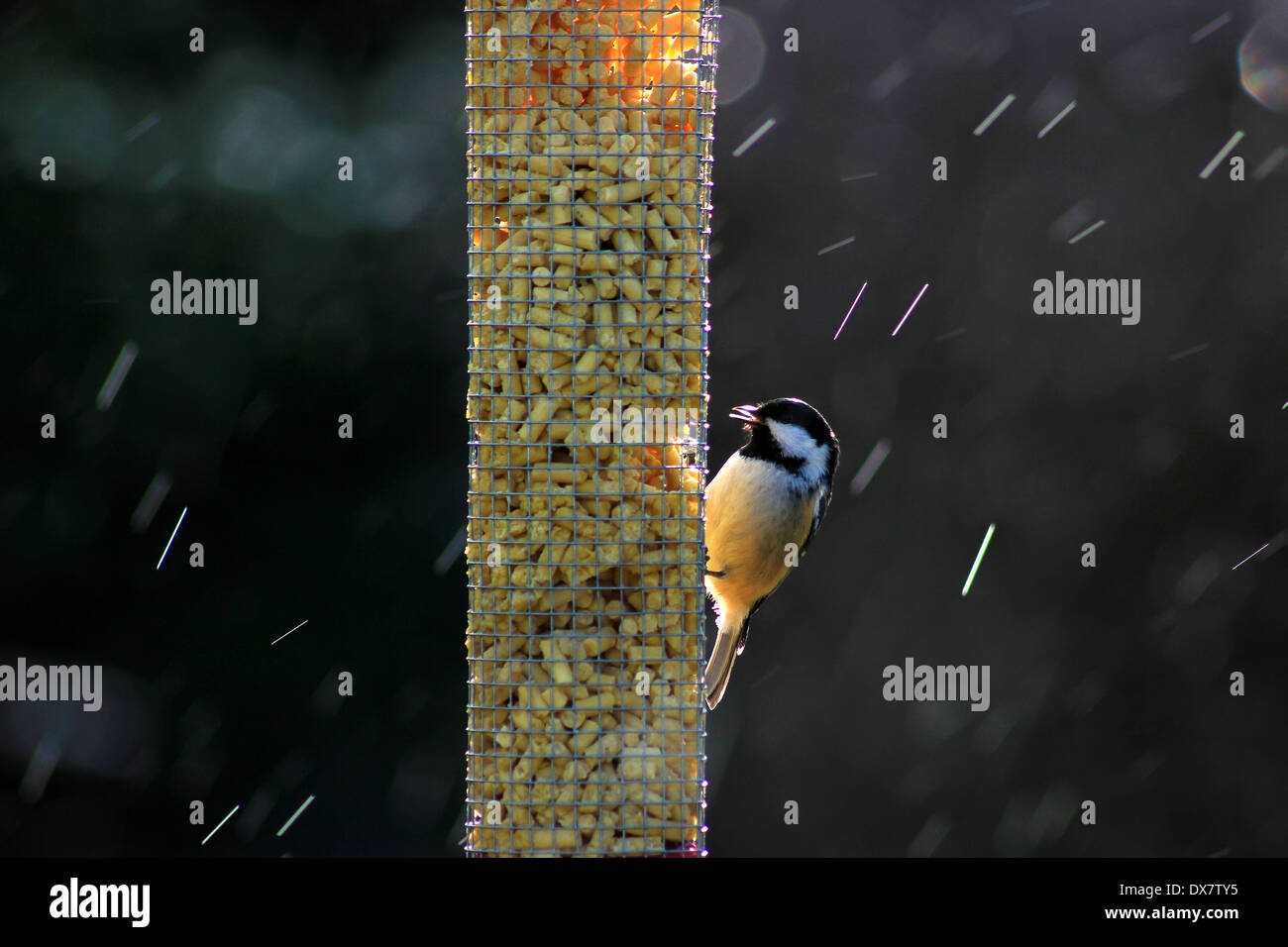 Coal tit in the rain Stock Photo - Alamy