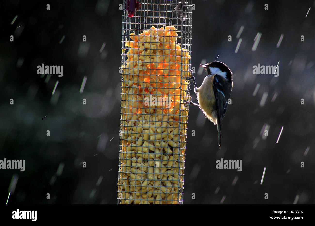 Coal tit in the rain Stock Photo - Alamy