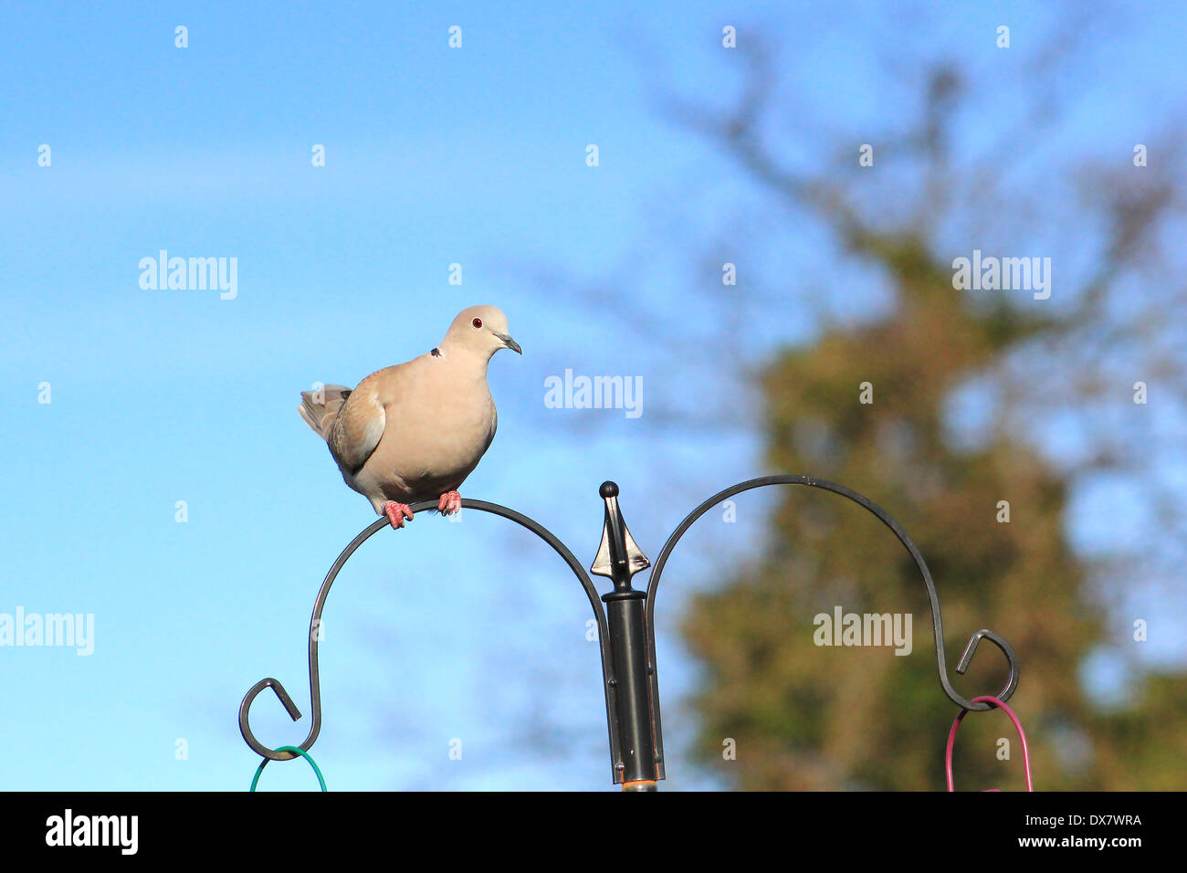 Collared dove on bird feeder Stock Photo - Alamy