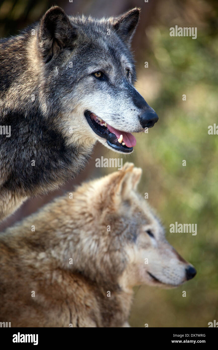 Grey wolf close up hi-res stock photography and images - Alamy