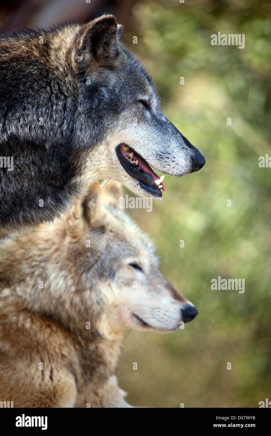 A close up head shot of a Grey wolf with another in background ...