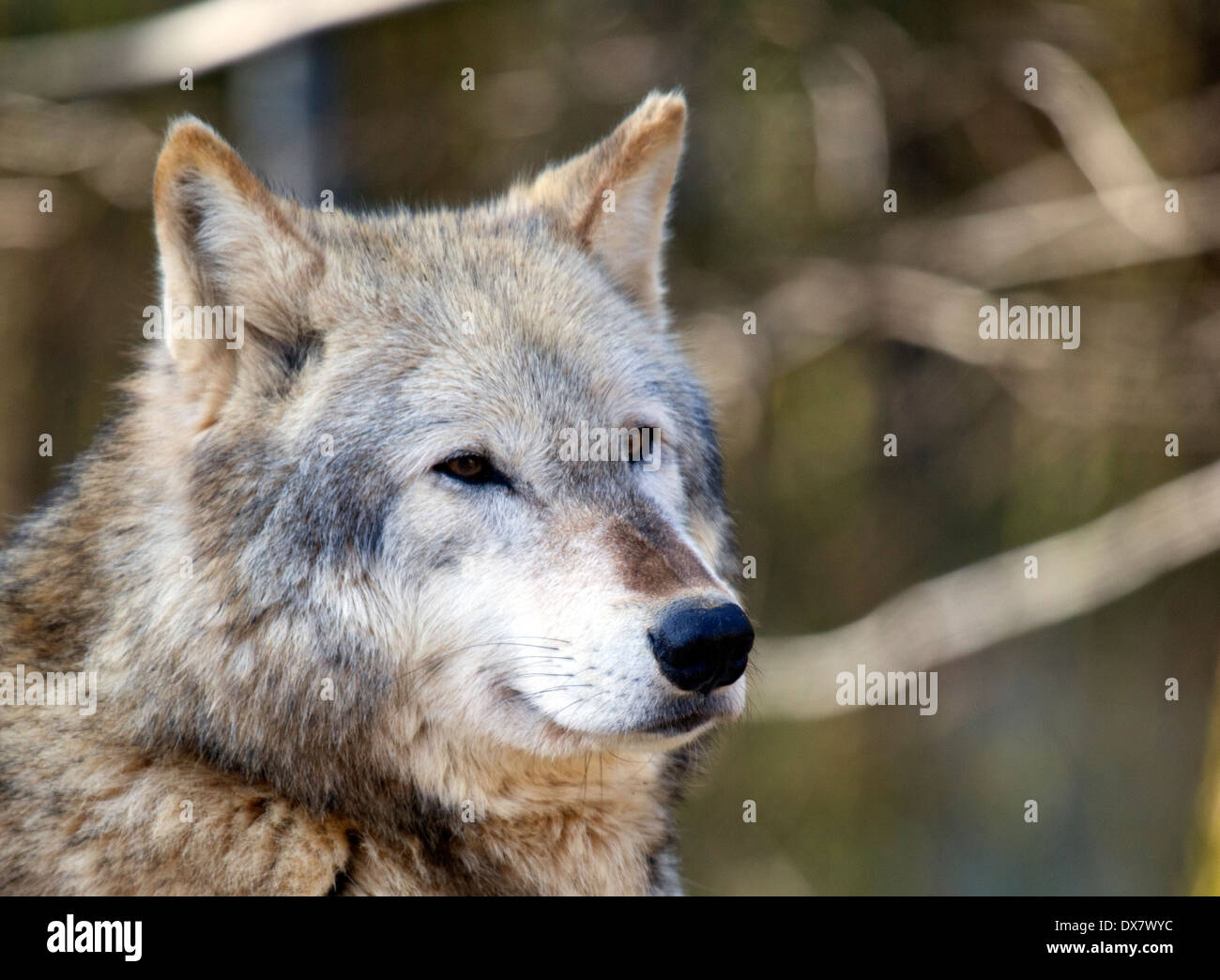 Close up head shot grey wolf hi-res stock photography and images - Alamy