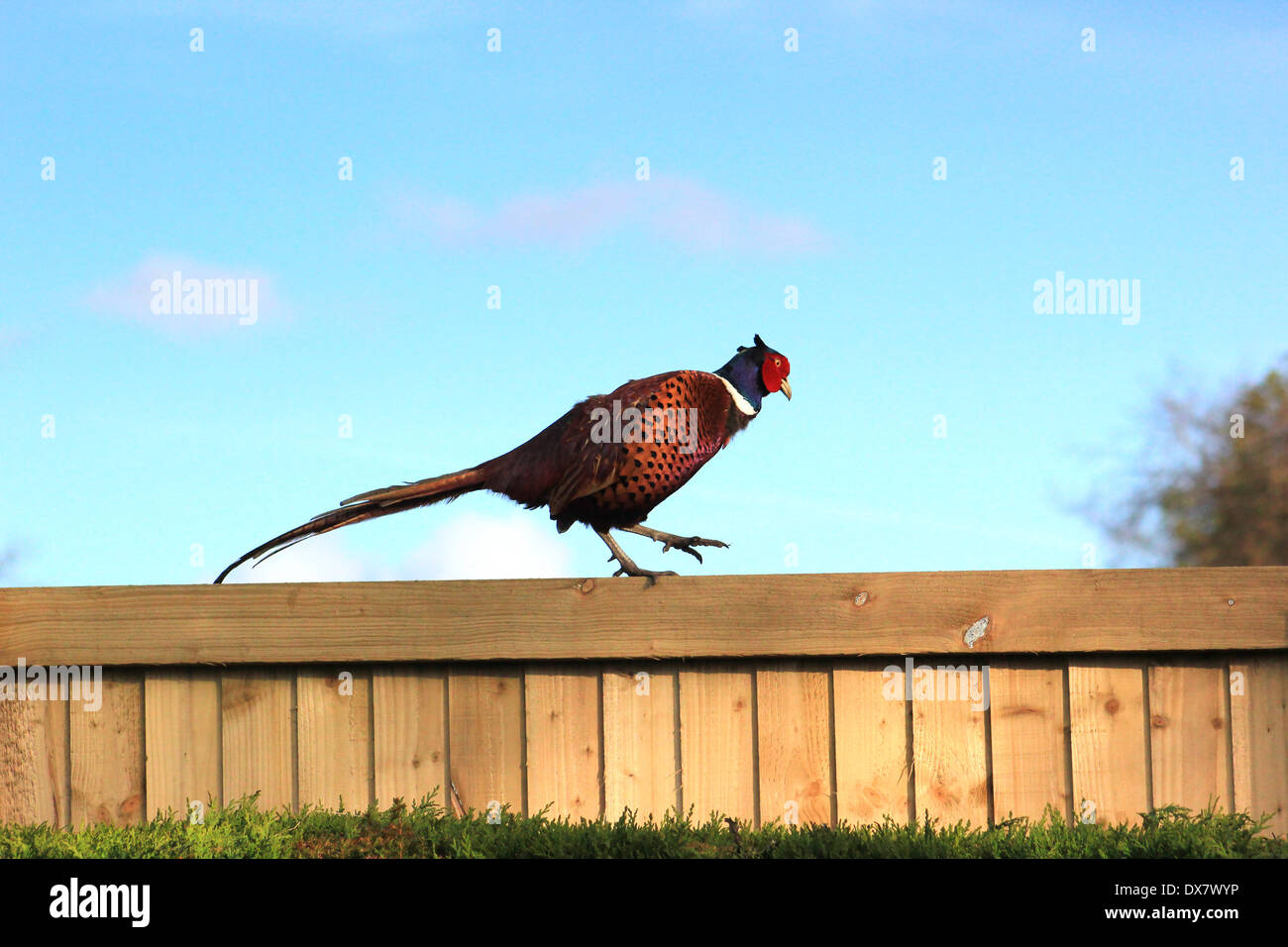 Male pheasant on garden fence Stock Photo - Alamy