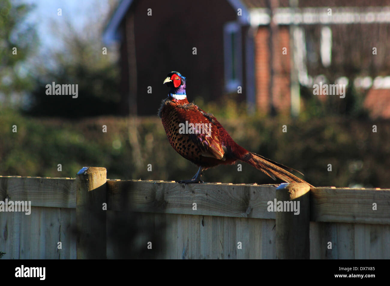 Male pheasant on garden fence Stock Photo - Alamy