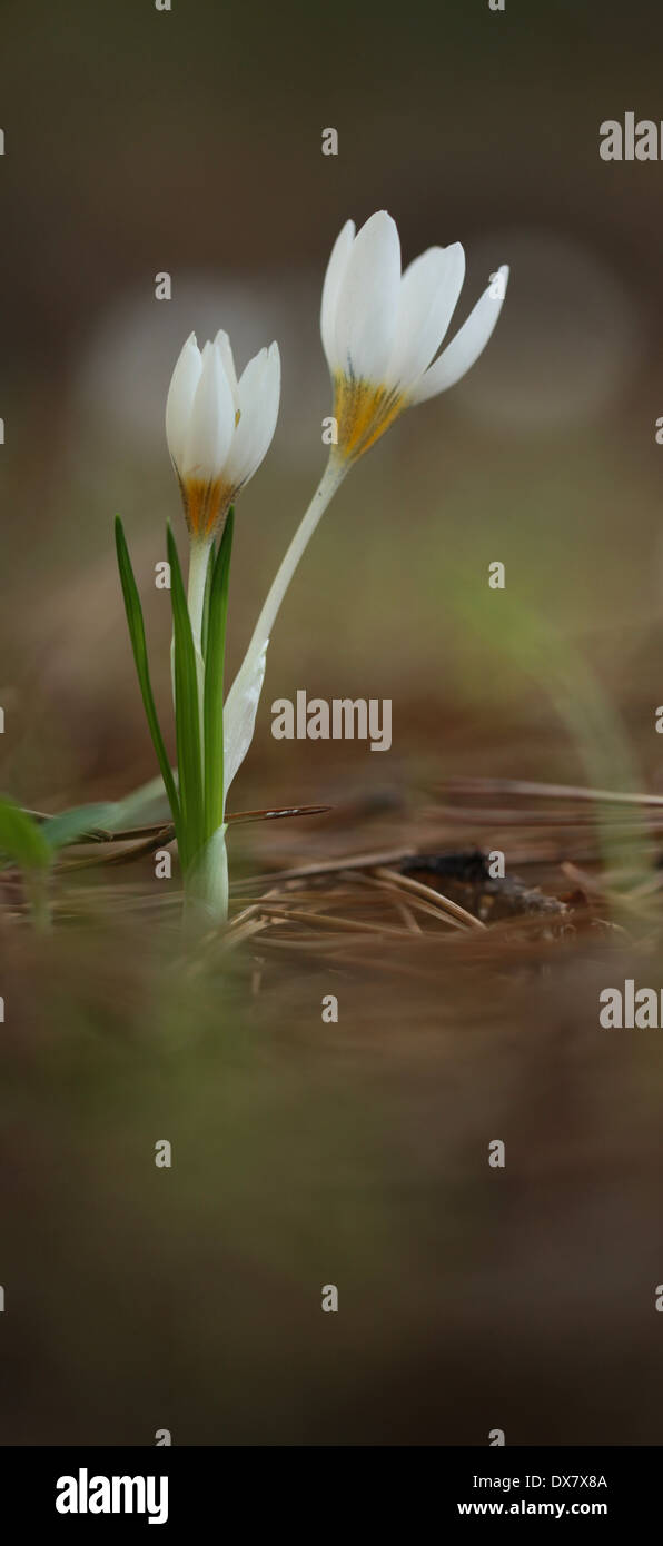 Aleppicus hi-res stock photography and images - Alamy