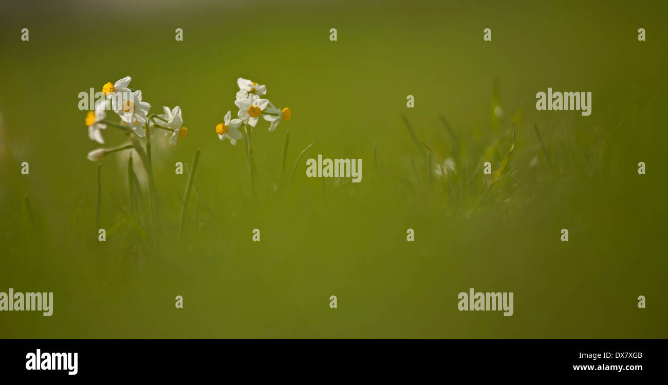 Common Daffodil (Narcissus tazetta) photographed in Israel, in January ...