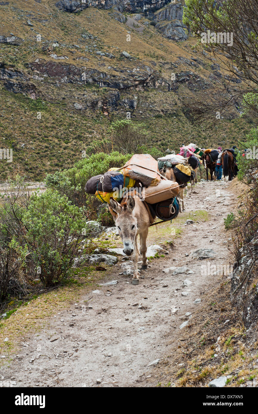 Mule train in the mountain of the peruvian andes Stock Photo - Alamy