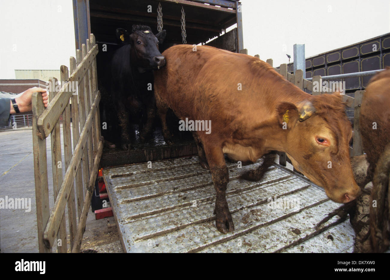 Banbury stockyard cattle market oxfordshire hi-res stock photography ...