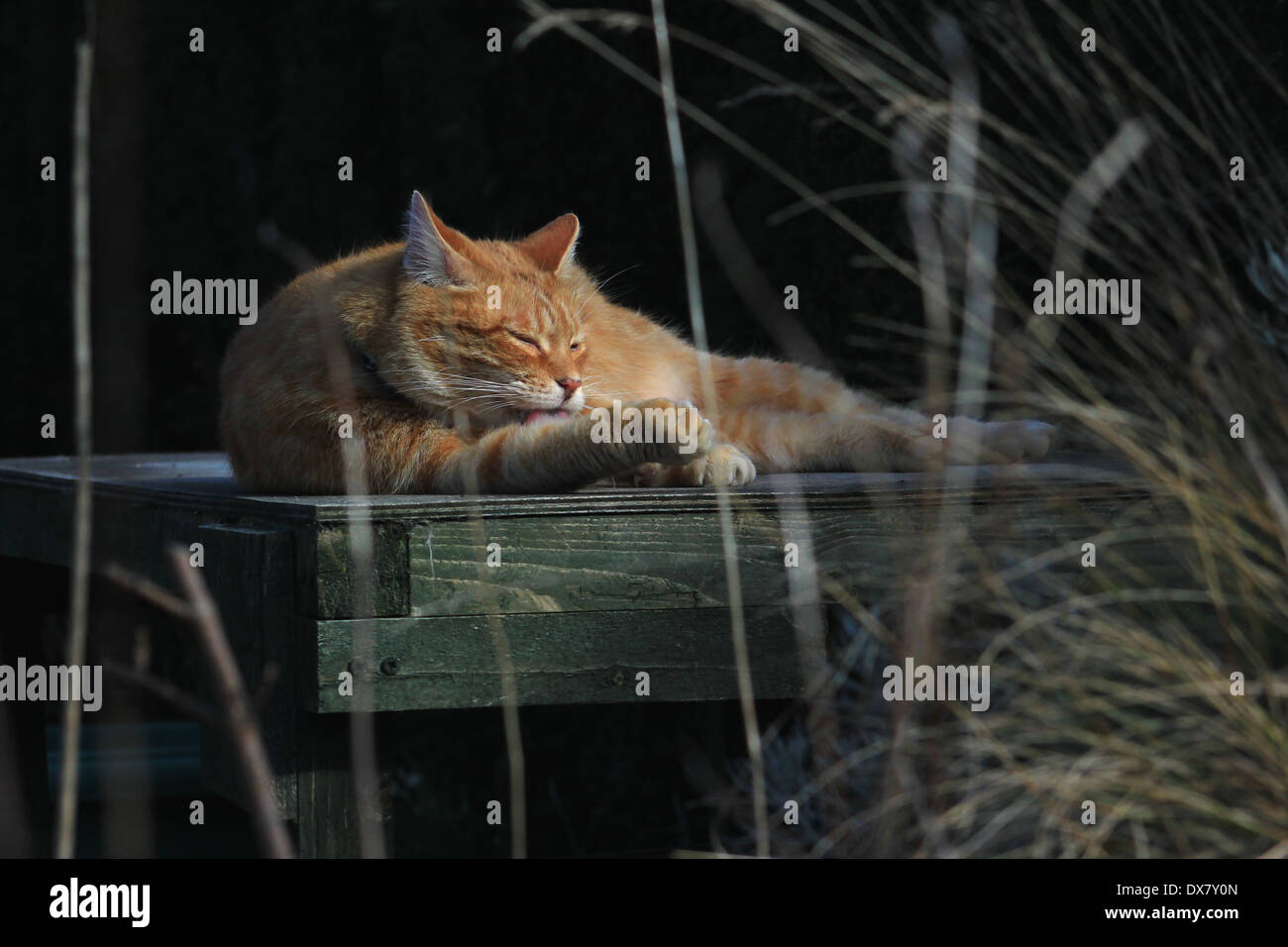 Ginger cat grooming on garden table Stock Photo - Alamy