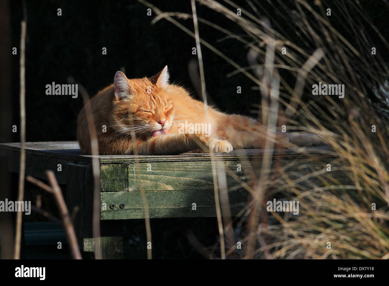 Cat fur grooming hi-res stock photography and images - Alamy