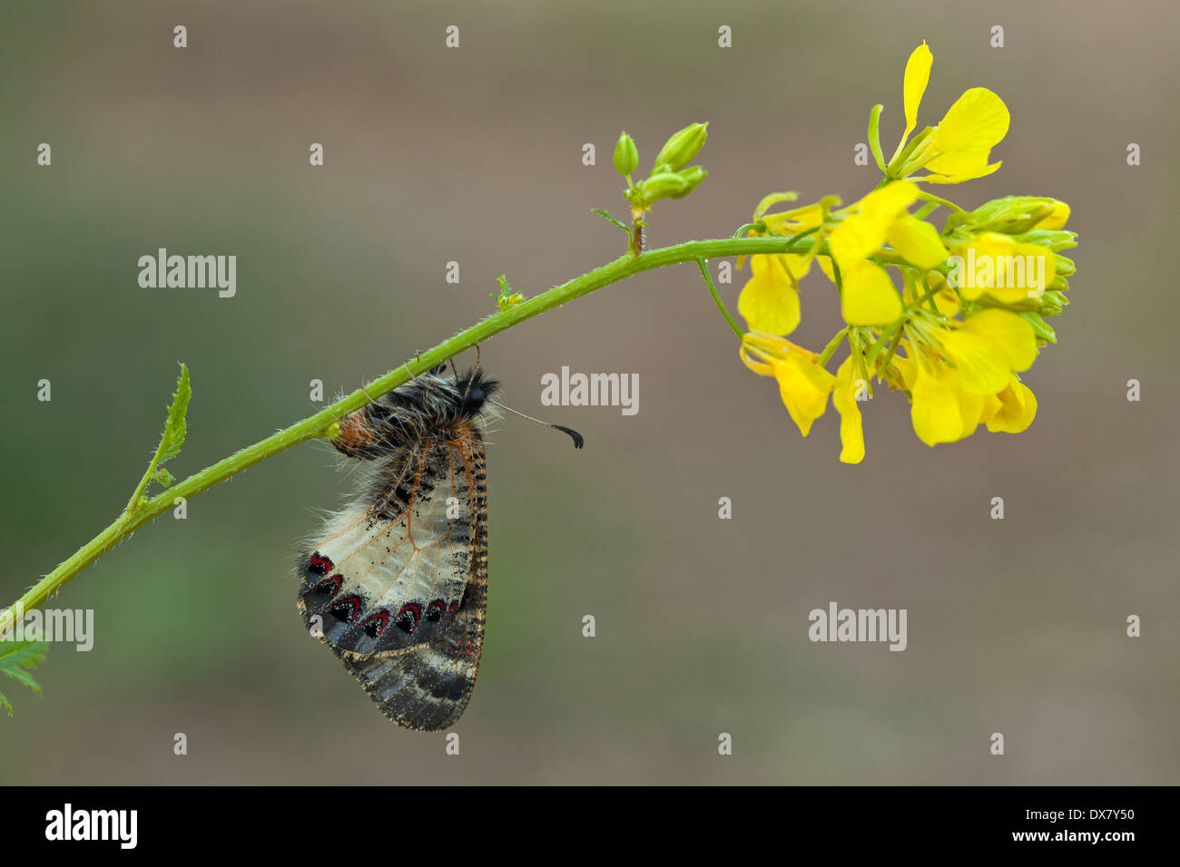 False Apollo (Archon apollinus) butterfly belonging to the Parnassinae ...
