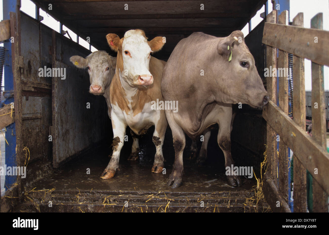 Banbury stockyard cattle market oxfordshire hi-res stock photography ...
