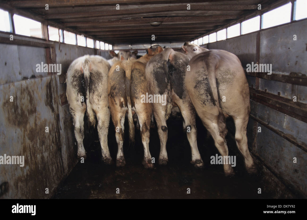Banbury stockyard cattle market oxfordshire hi-res stock photography ...
