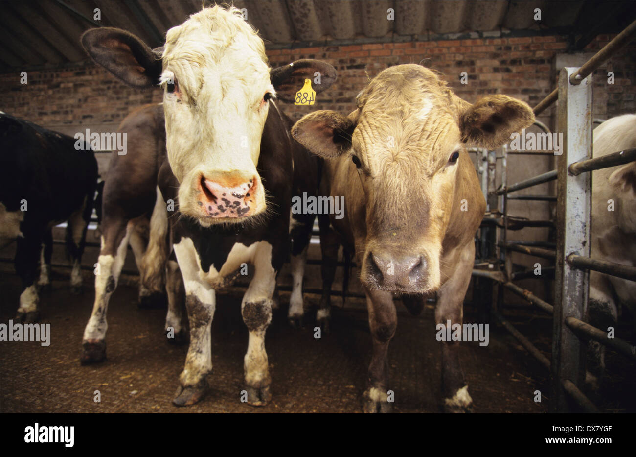 Banbury cattle market hi-res stock photography and images - Alamy
