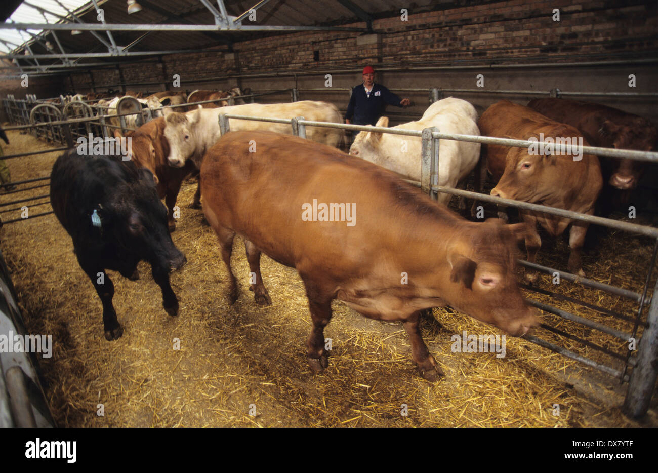 Banbury cattle market hi-res stock photography and images - Alamy