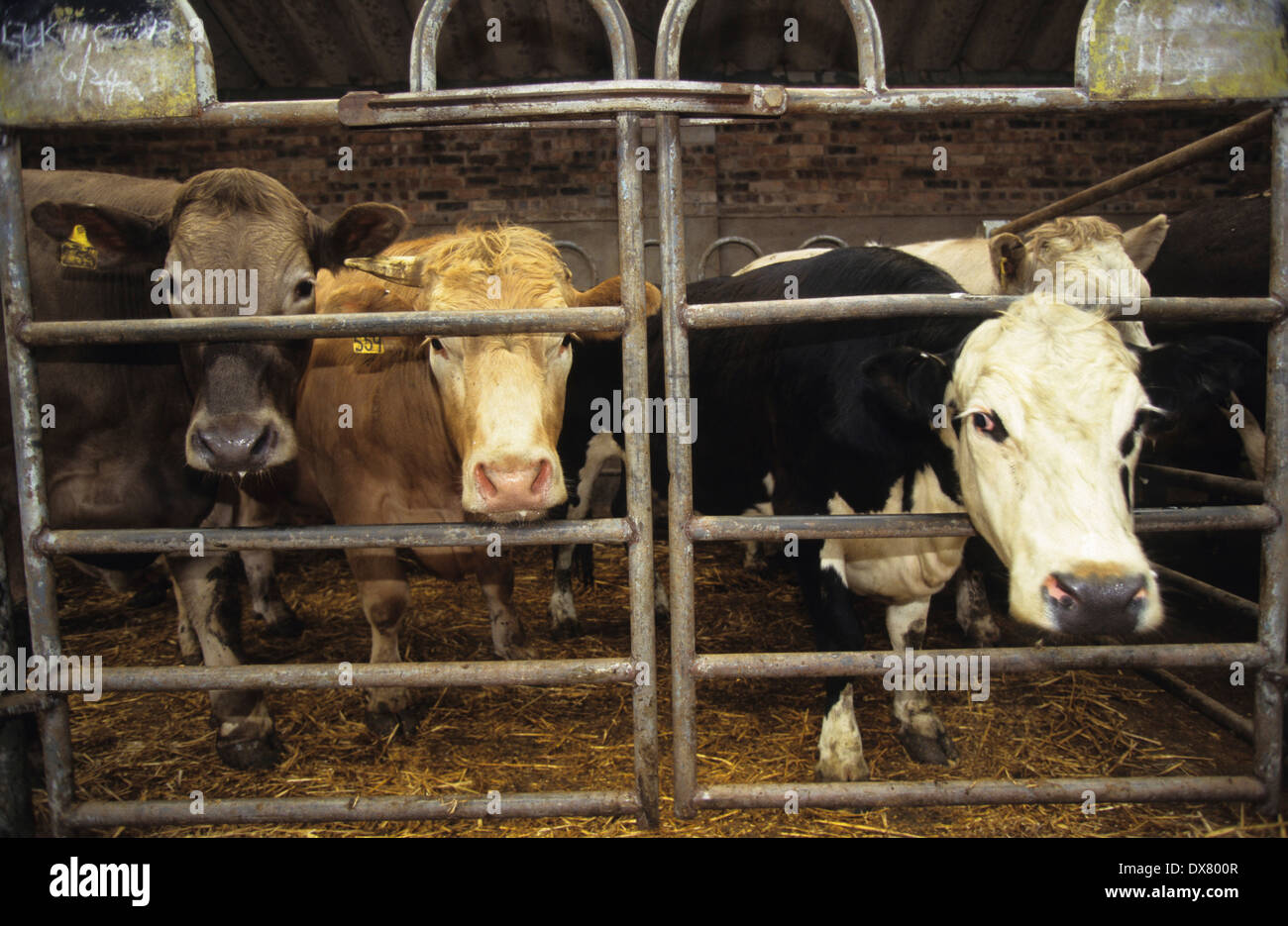 Banbury cattle market hi-res stock photography and images - Alamy