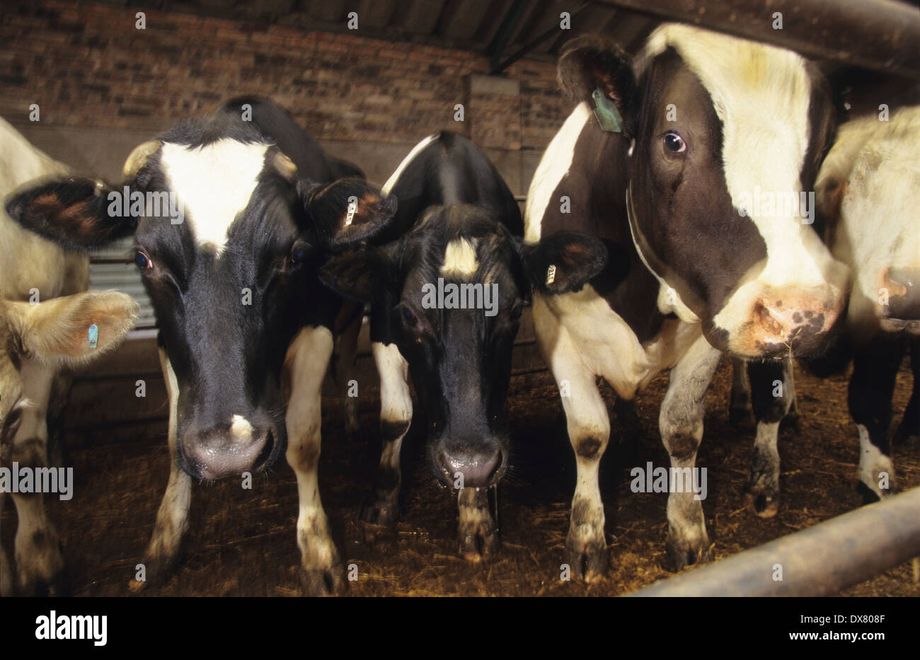 Cattle getting ready for market, Banbury Stockyard, Oxfordshire ...