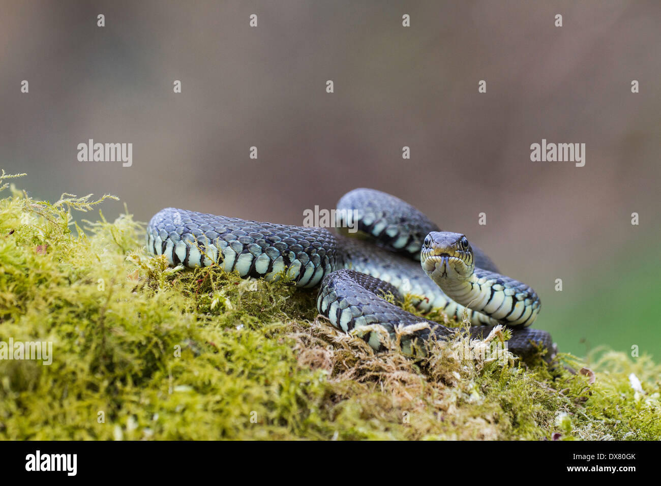 grass snake natrix natrix on moss in a woodland norfolk uk Stock Photo ...