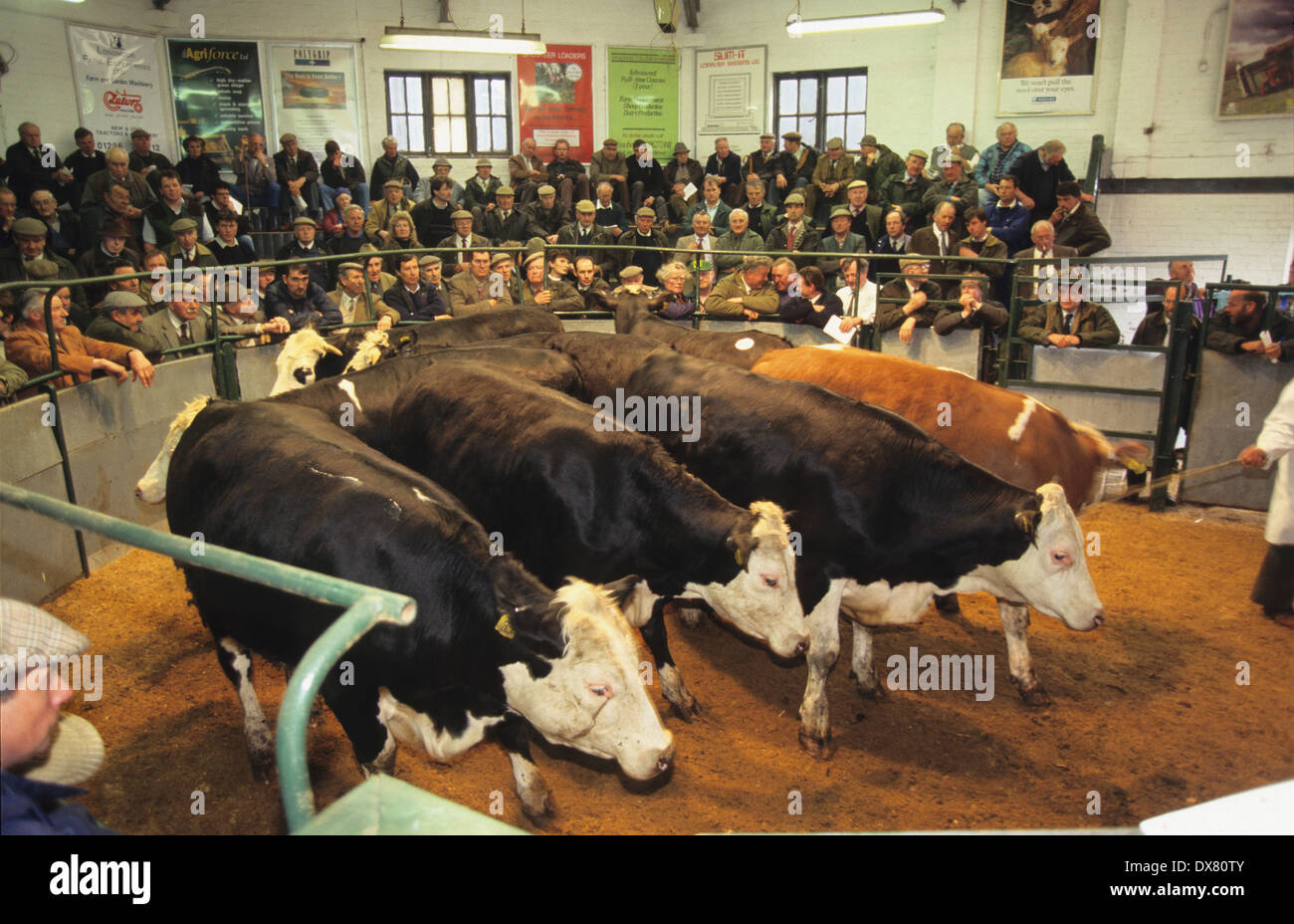 Banbury Stockyard, cattle market, Oxfordshire. England, United Kingdom ...
