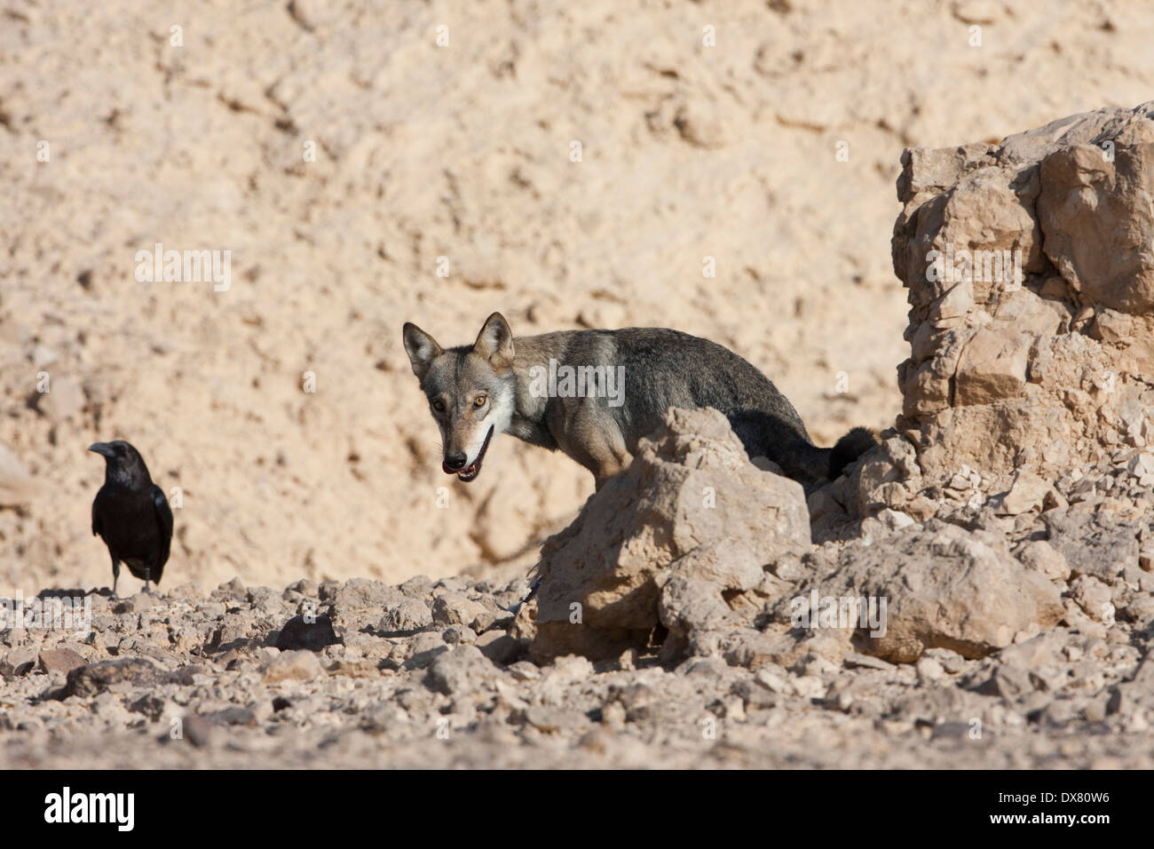 Arabian wolves hi-res stock photography and images - Alamy